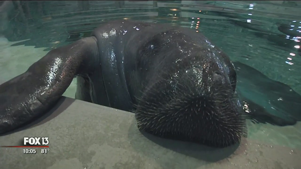 Cause of Snooty's death still under investigation | FOX 35 Orlando