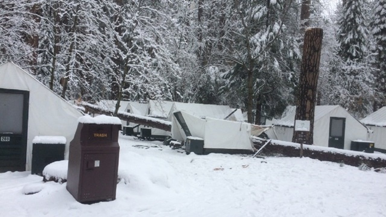 Tree falls, kills woman at national park in California | FOX 35 Orlando