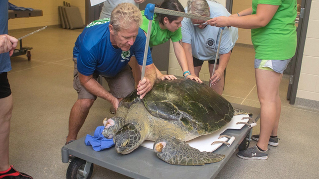 First sea turtle of her kind released by Brevard Zoo