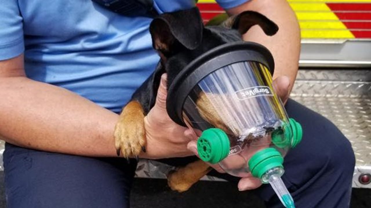 Firefighters give dog oxygen mask after fire in Orlando | FOX 35 Orlando