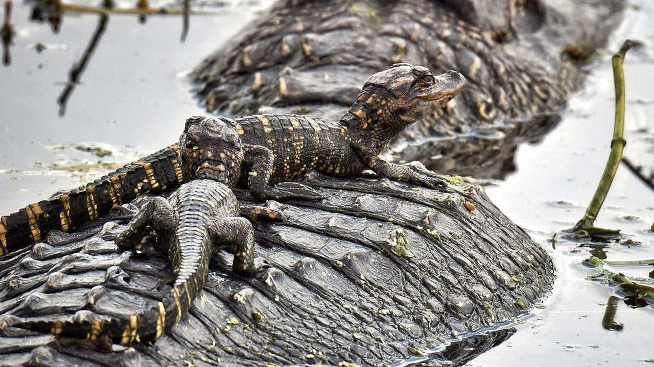 Warmer weather means Florida's gator season begins | FOX 35 Orlando