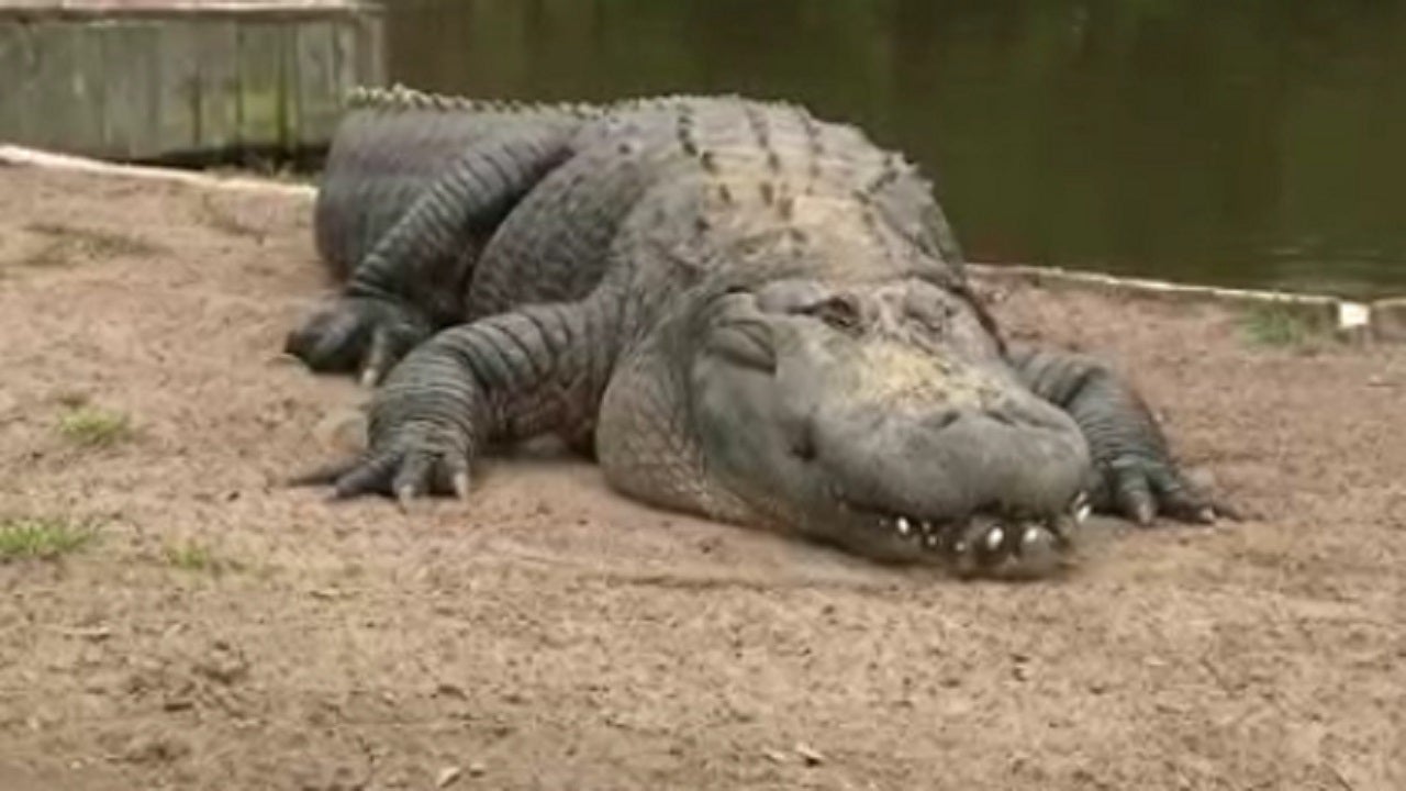 Gator breeding season is underway in Central Florida | FOX 35 Orlando