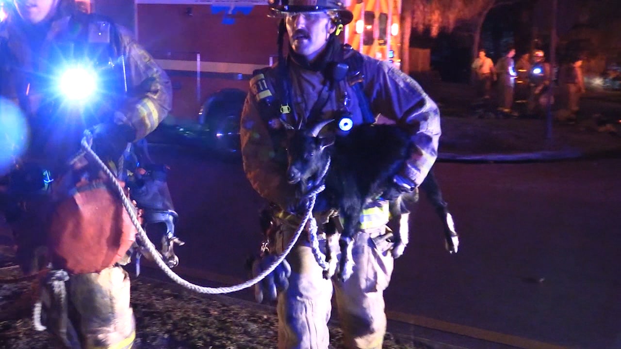 Firefighters rescue goats from burning home