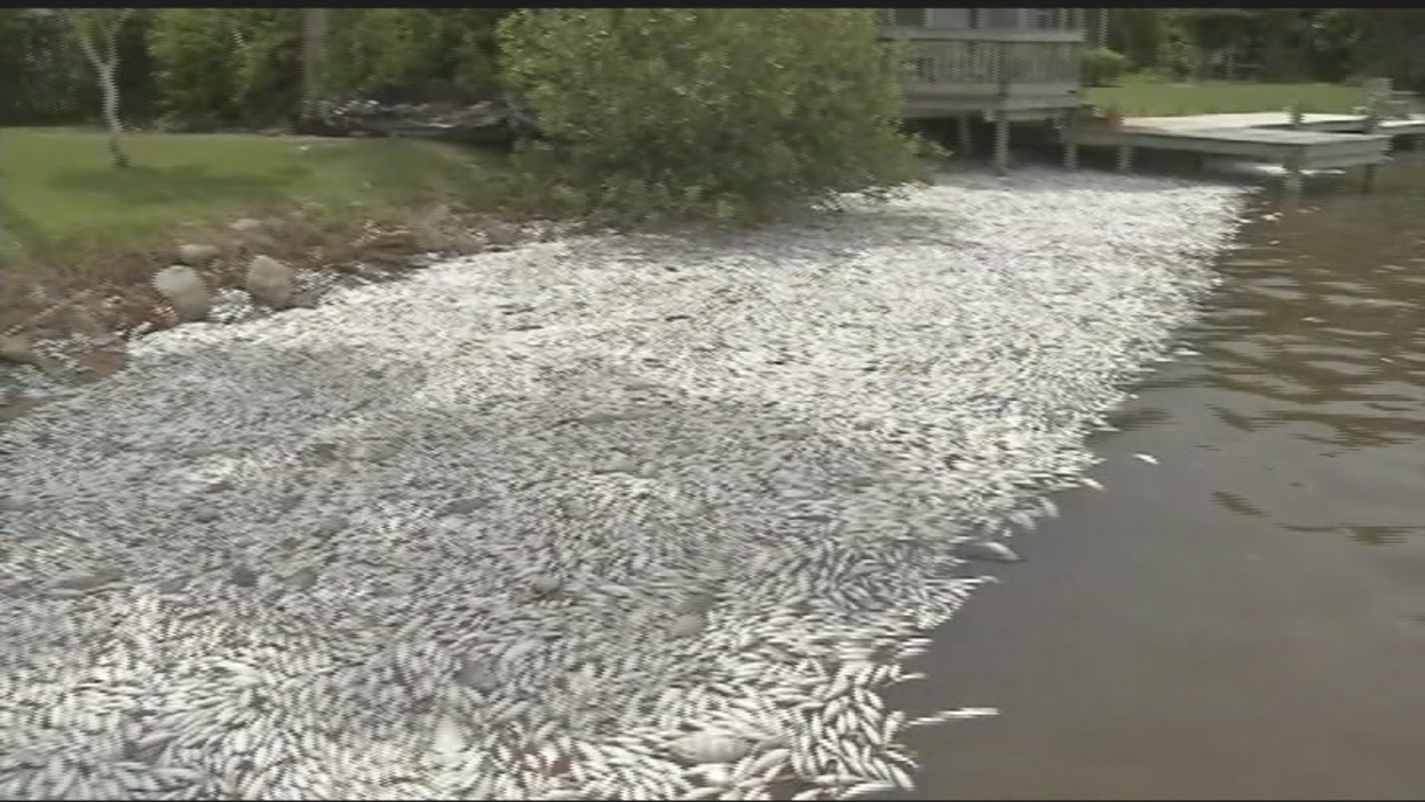 Volunteers tackle massive fish kill cleanup