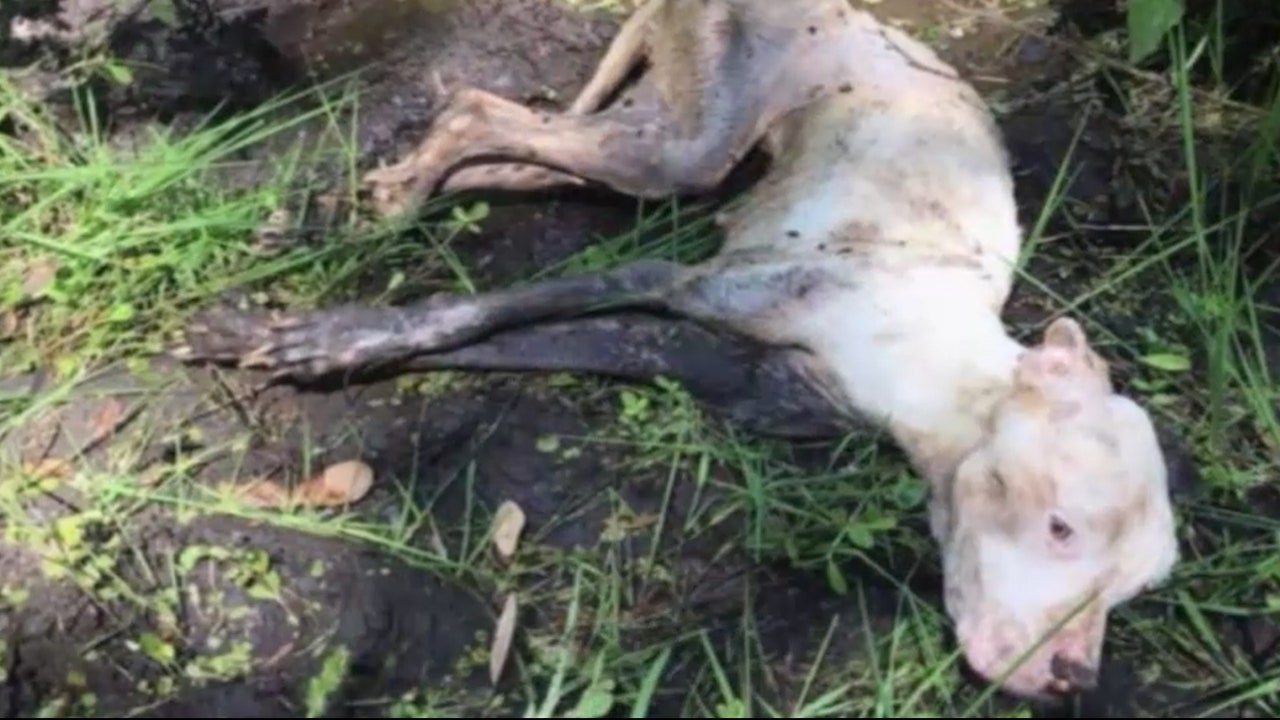 Lake County road crew rescues emaciated pit bull
