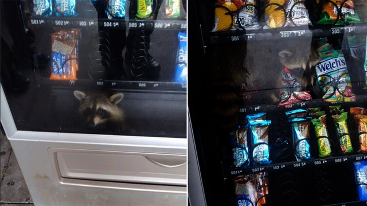 Adorable 'burglar' trapped inside school vending machine | FOX 35 Orlando