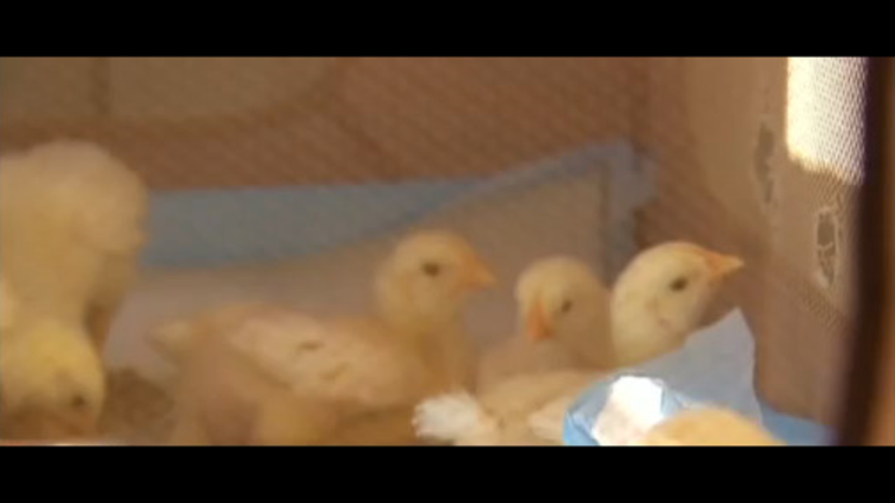 Rent a chick to have the best Easter ever | FOX 35 Orlando