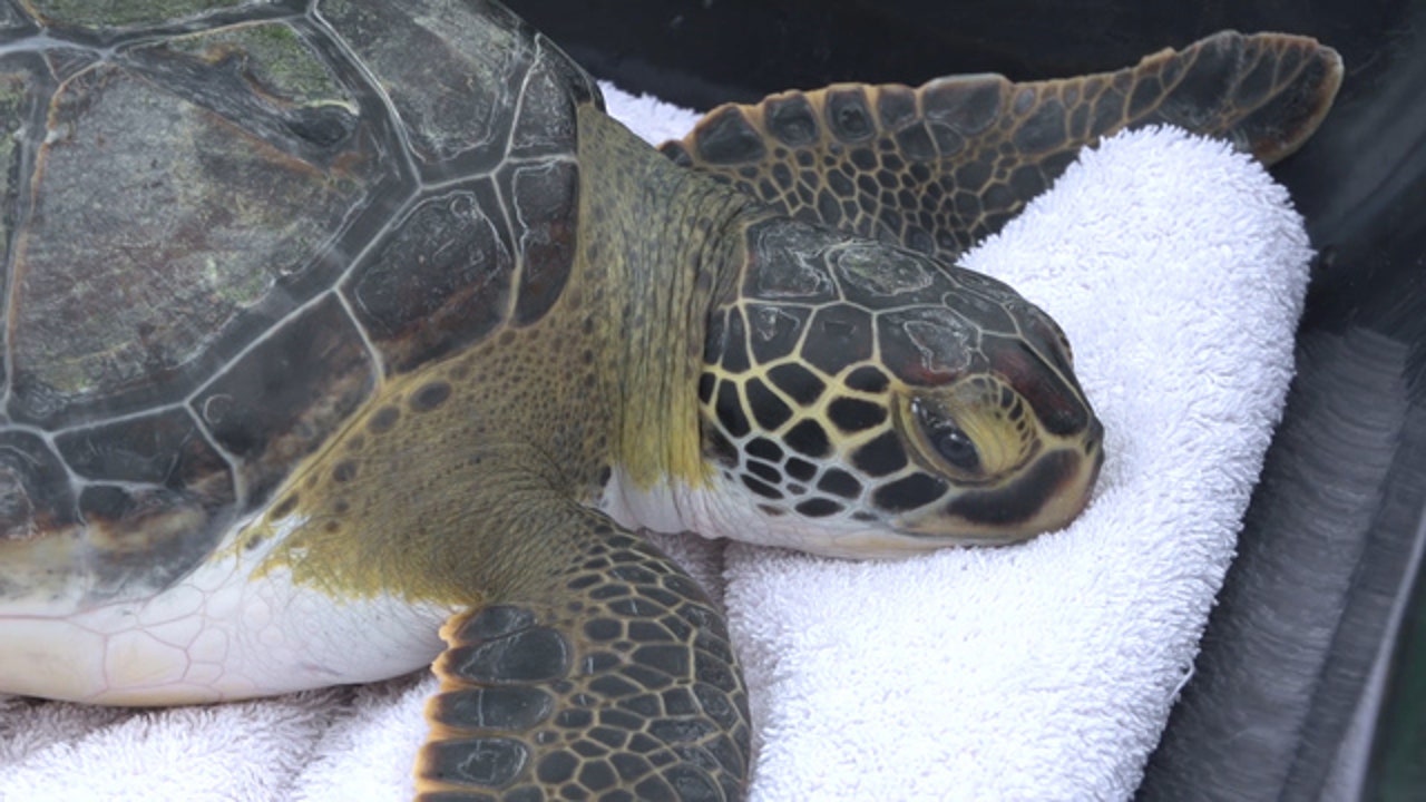 2 sea turtles released by Brevard Zoo