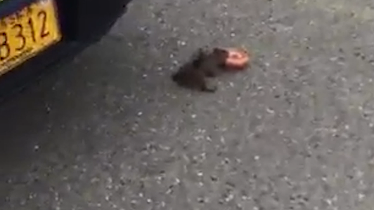 Viral video shows squirrel stealing a donut from an officer