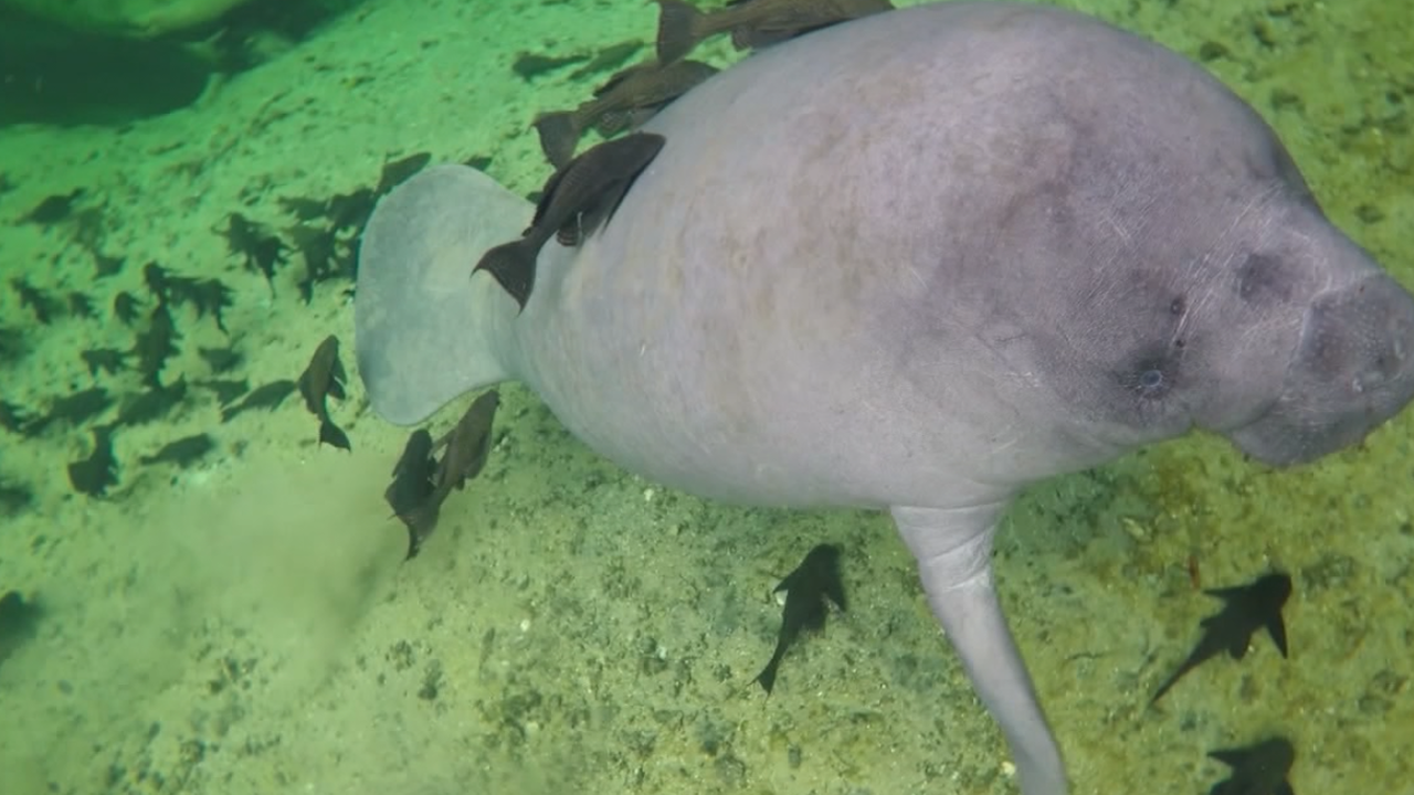 Underwater Catfish With A Cell Phone