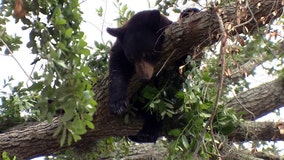 Stephanie Buffamonte | FOX 35 Orlando