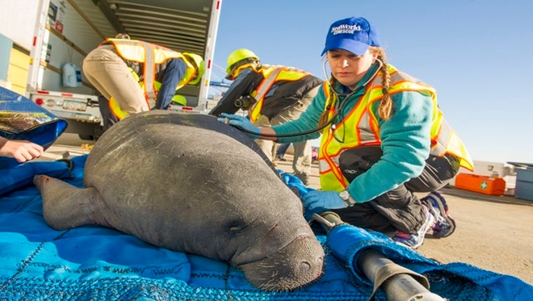 Young manatee cut up by a boat is saved and brought to Miami | FOX 35 ...
