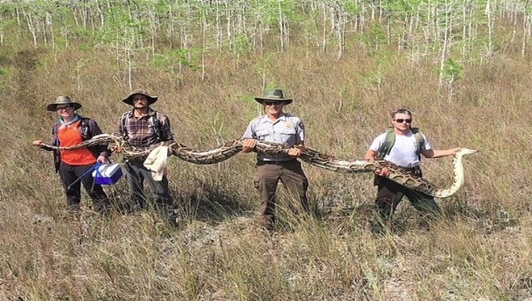 Massive python captured in Big Cypress National Preserve