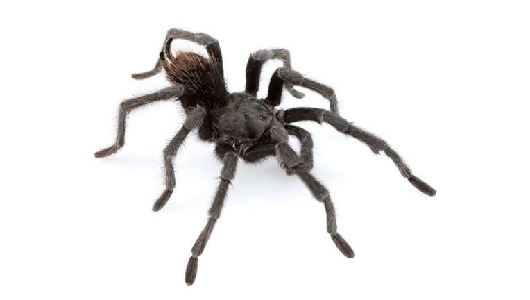 Tarantula fun facts: Big spiders are delicate critters | FOX 35 Orlando