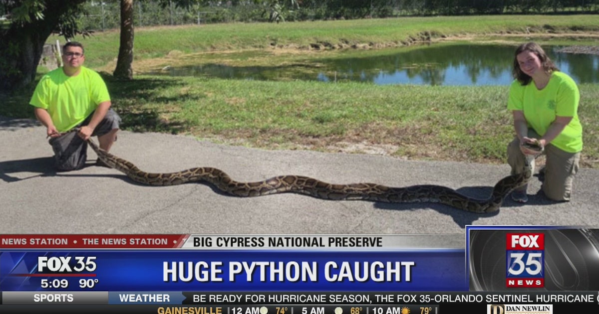 Record-breaking catch: Hunters capture 18-foot Burmese python in South ...