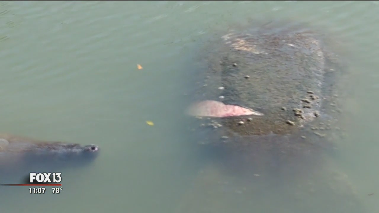 FWC monitoring injured manatee in Treasure Island waterway | FOX 35 Orlando
