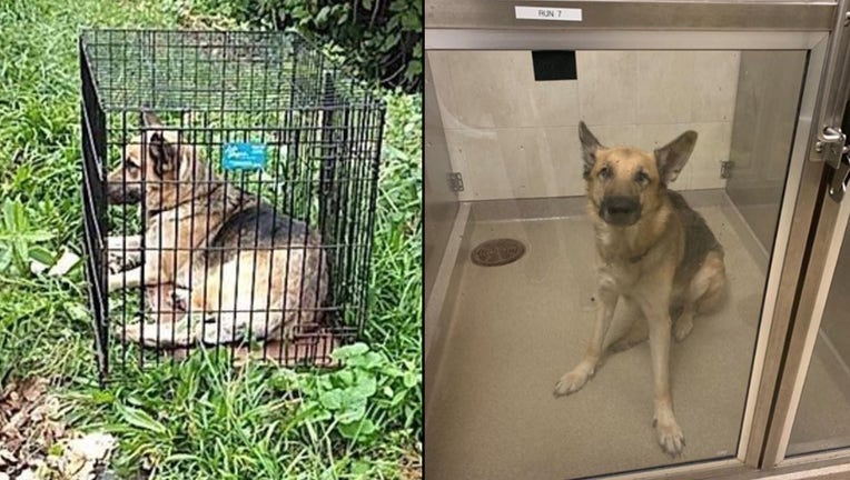 German shepherd found abandoned in crate next to ravine has been ...