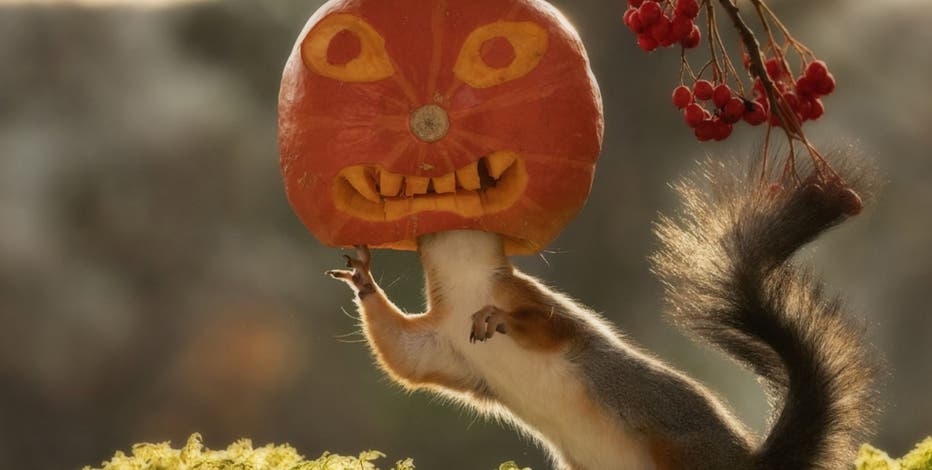 Killer Squirrel Movie