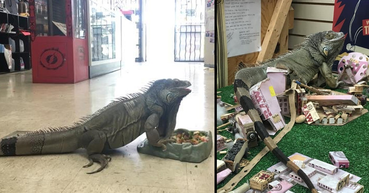 'That's our baby': Smog the 6-foot pet iguana missing, possibly stolen ...