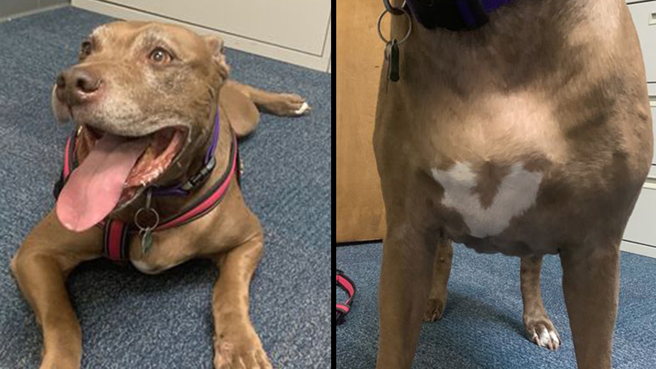 Pitbull who survived 15 tumors, emaciation is healthy and ready to ...