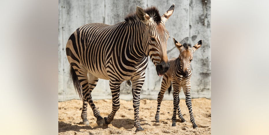 Zebra Bambina Animata