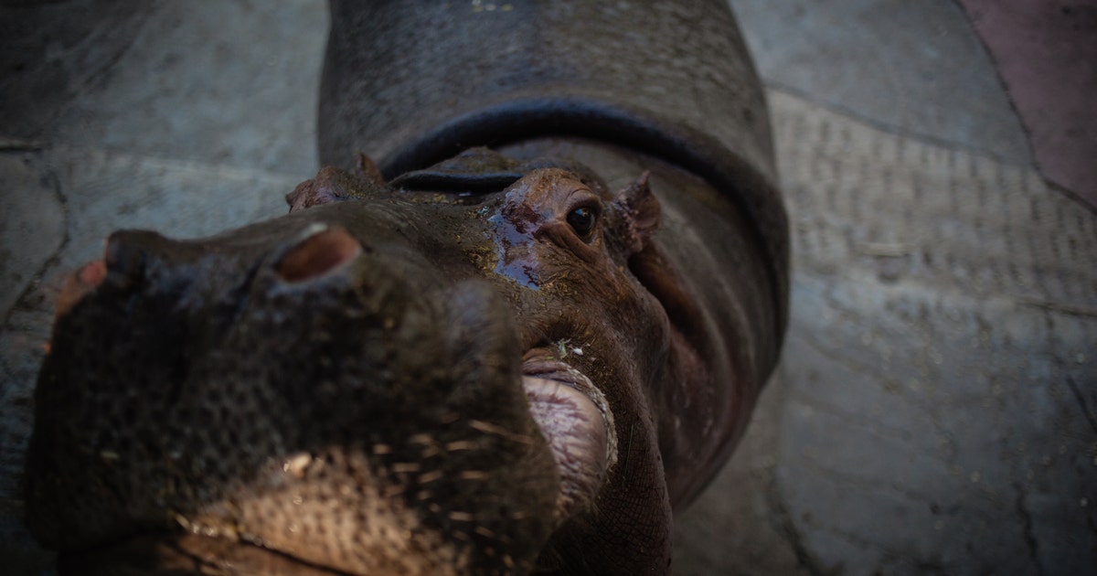 Drug lord's four hippos have spawned 80 more hippos, and they're ...