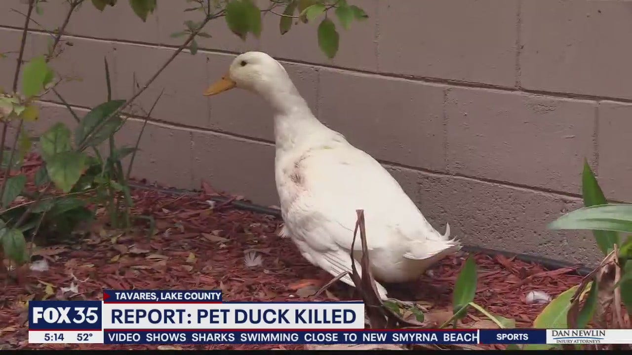Report: Pet duck killed by Lake County teen