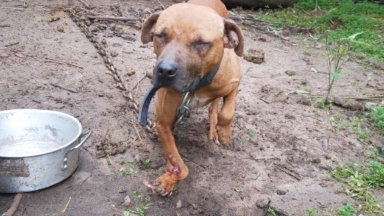 More than 150 dogs rescued in dogfight ring bust in middle Georgia ...