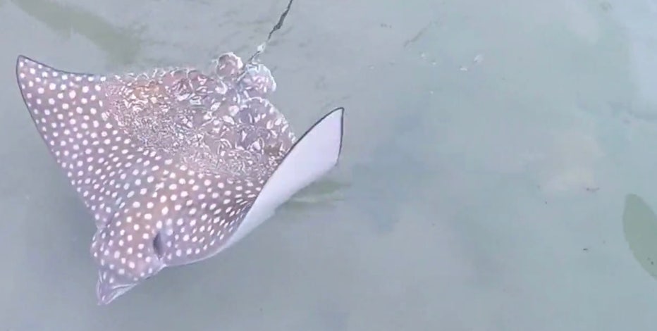 baby eagle ray
