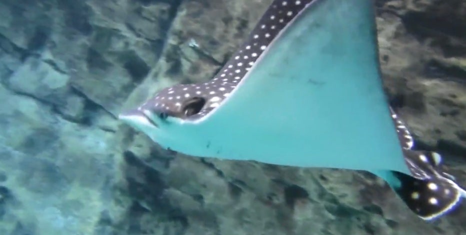 baby eagle ray