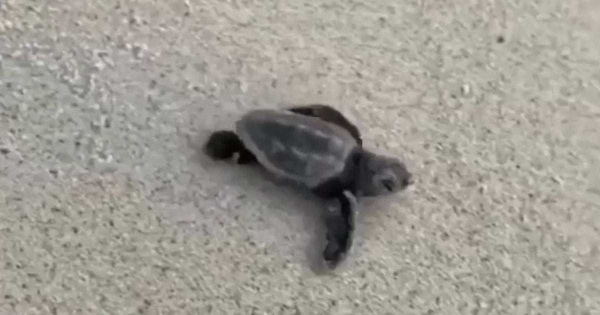 Several sea turtle nests disturbed on the Space Coast over holiday ...