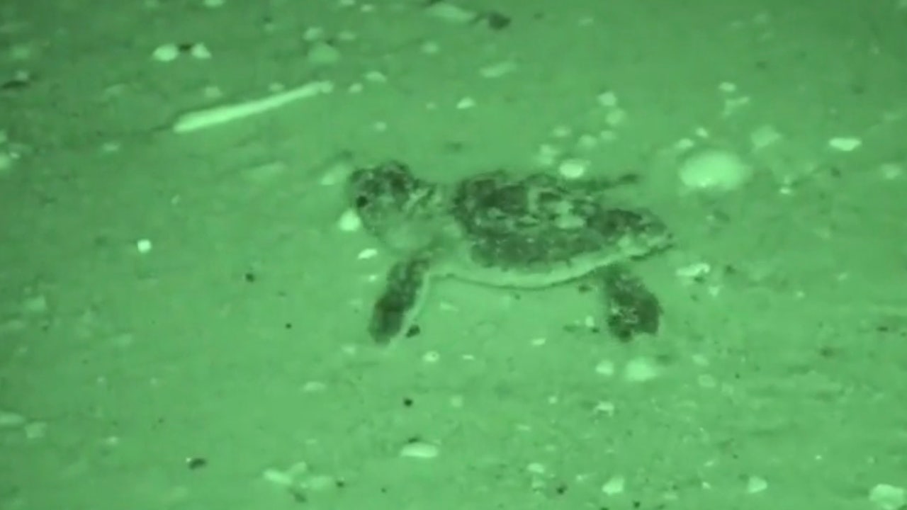 Sea turtle hatchlings found in storm drain released to the ocean