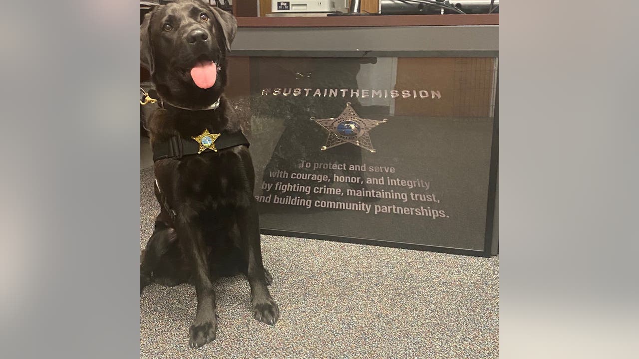Welcome, K9 Zen! Volusia County Sheriff's Office acquires K9 trained to ...