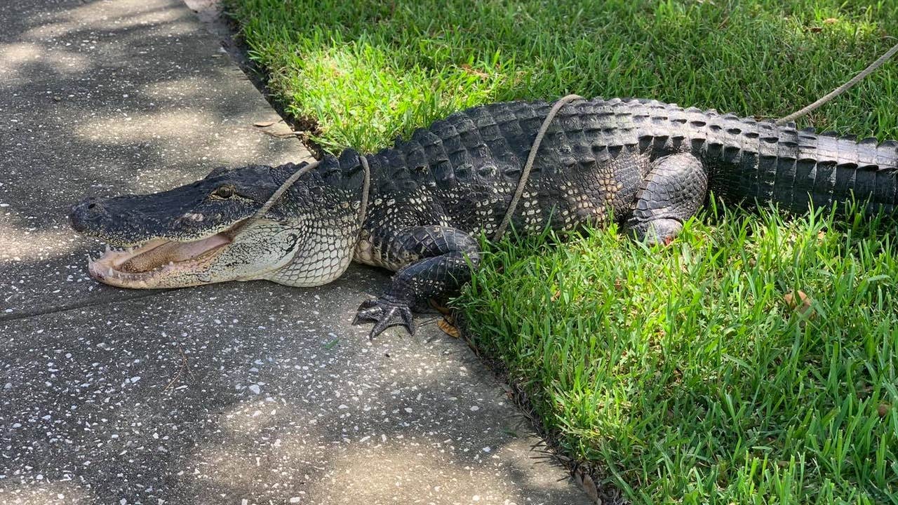 Experts have warning for disc golfers during alligator nesting season ...