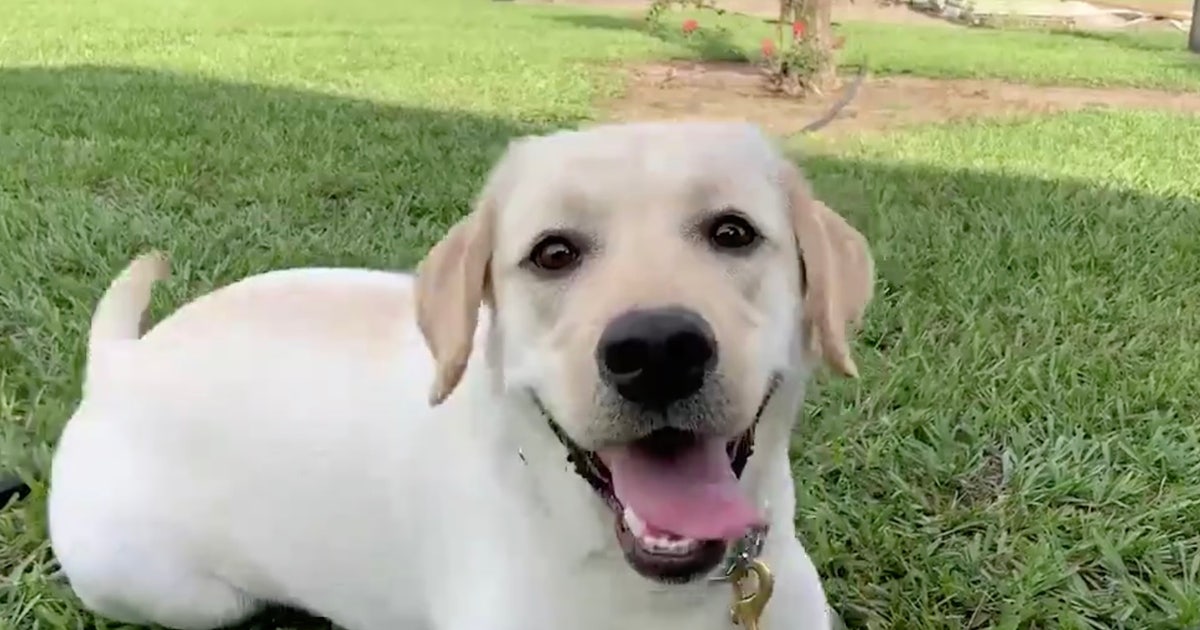 New therapy dog 'Saffron' joins Orange County Sheriff's Office | FOX 35 ...