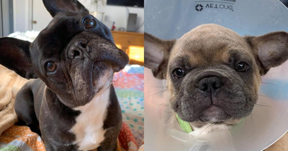 15 French bulldogs found at O’Hare warehouse allowed to stay in U.S ...