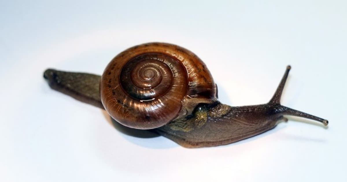 Horntail snails join pythons and lionfish as a Florida pest | FOX 35 ...