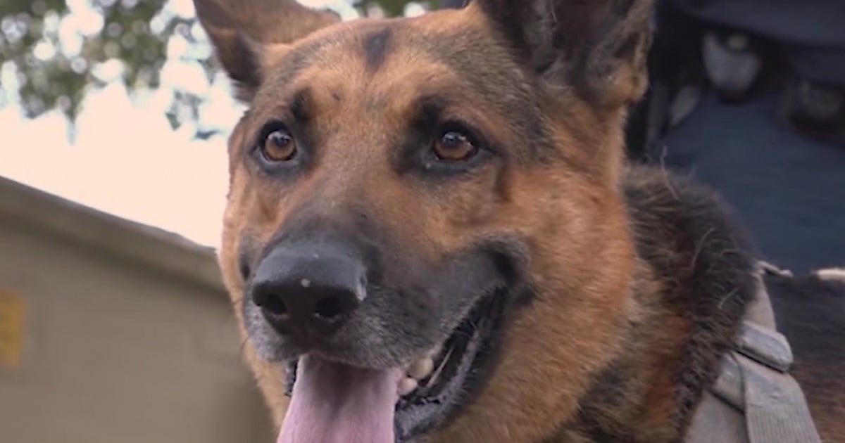 Central Florida K9 wins 'America's Top Dog' competition | FOX 35 Orlando