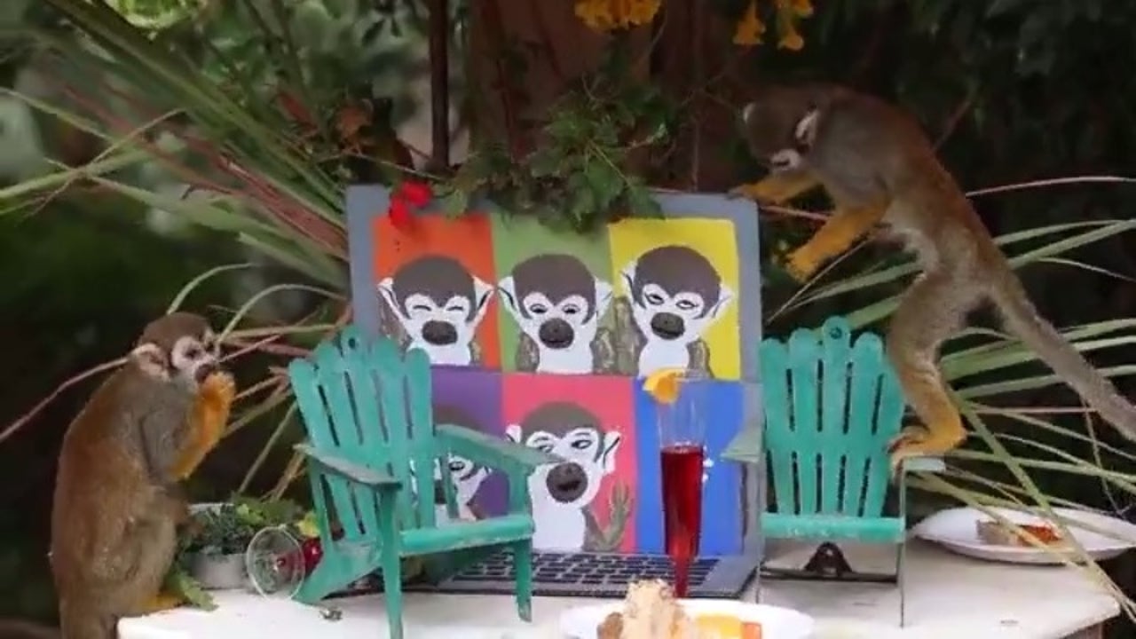 Squirrel monkeys celebrate 'socially distanced' Thanksgiving at zoo