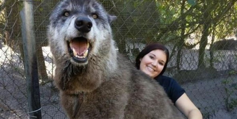 huge wolf attacks dog