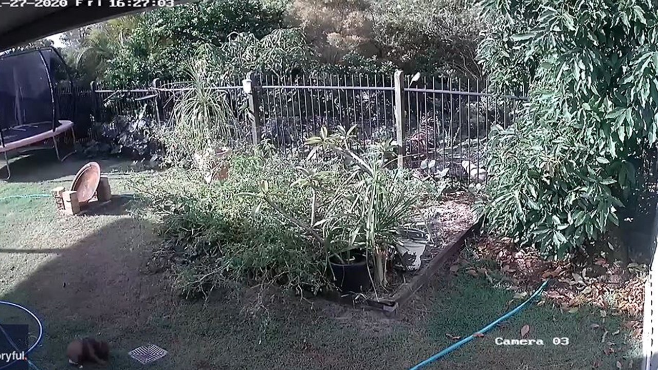 Video: Owners wrest puppy from python’s grip after snake lunges from ...