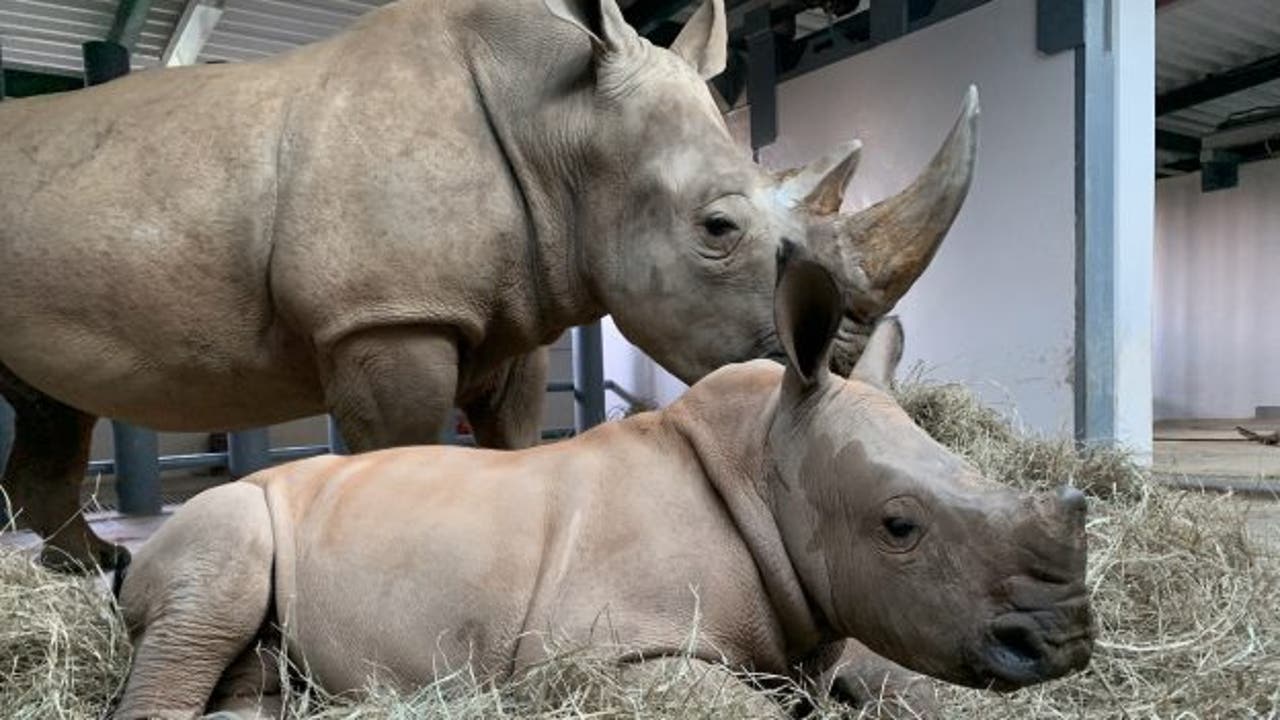 Disney's Animal Kingdom finally names baby rhino born in October | FOX ...