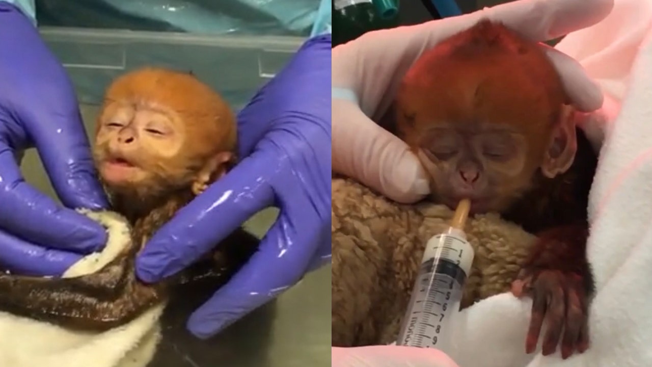Philadelphia Zoo celebrates birth of endangered François' Leaf Monkey ...