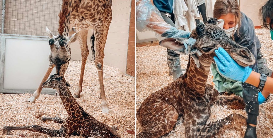 newborn giraffe euthanized
