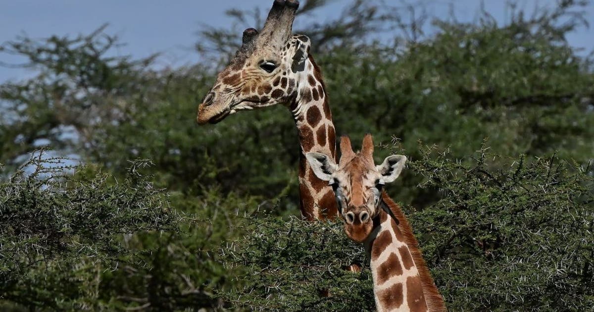 2 giraffes electrocuted after walking into power lines at Kenya park ...