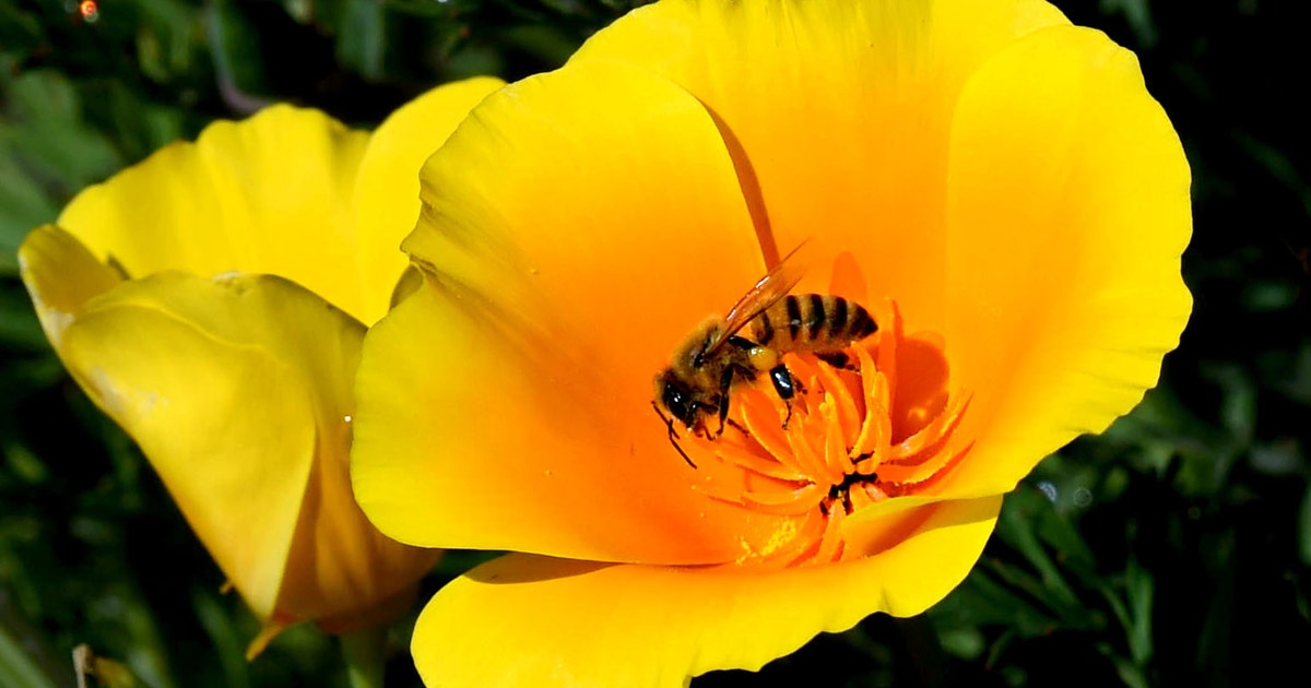 Keep your tissues out! Pollen count remains high in Central Florida ...