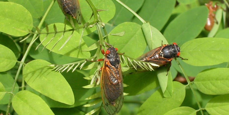 cicadas shellfish