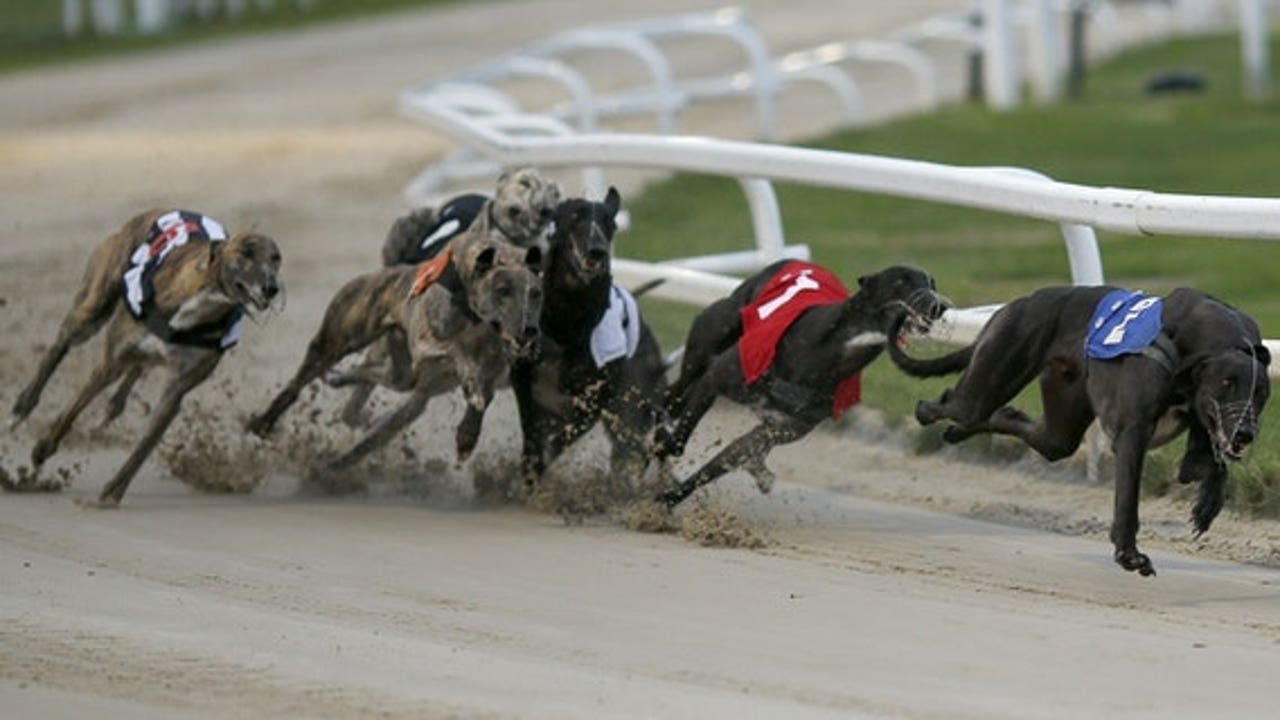 Challenge to Florida's greyhound racing ban rejected | FOX 35 Orlando
