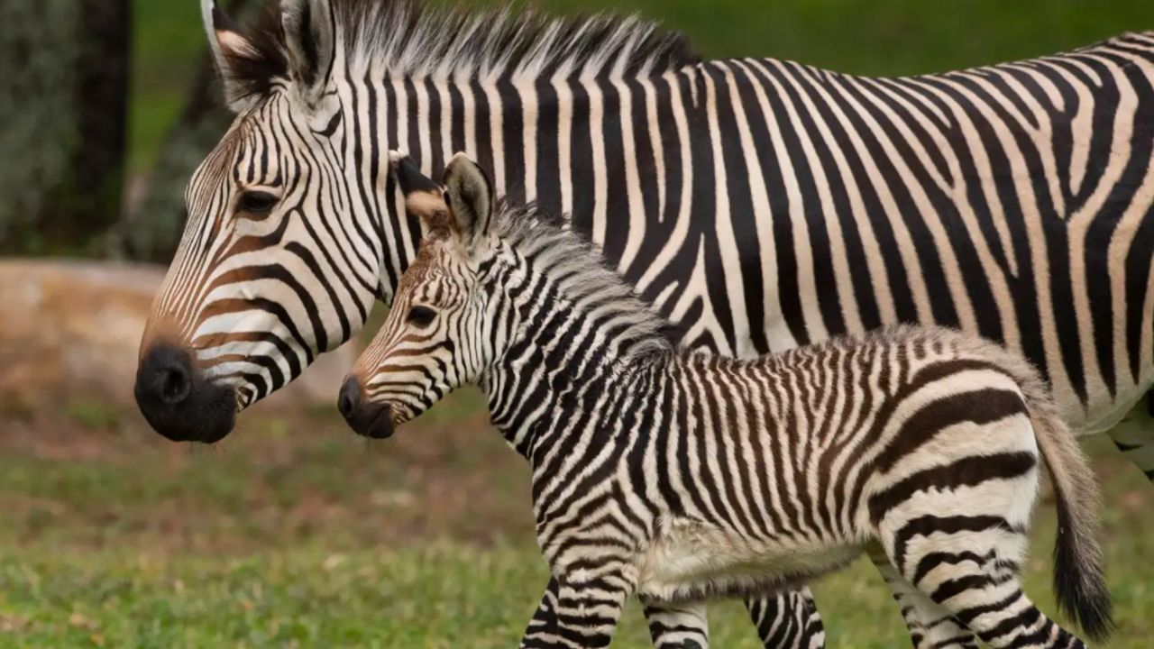 Baby zebra born at Disney World's Animal Kingdom Lodge | FOX 35 Orlando
