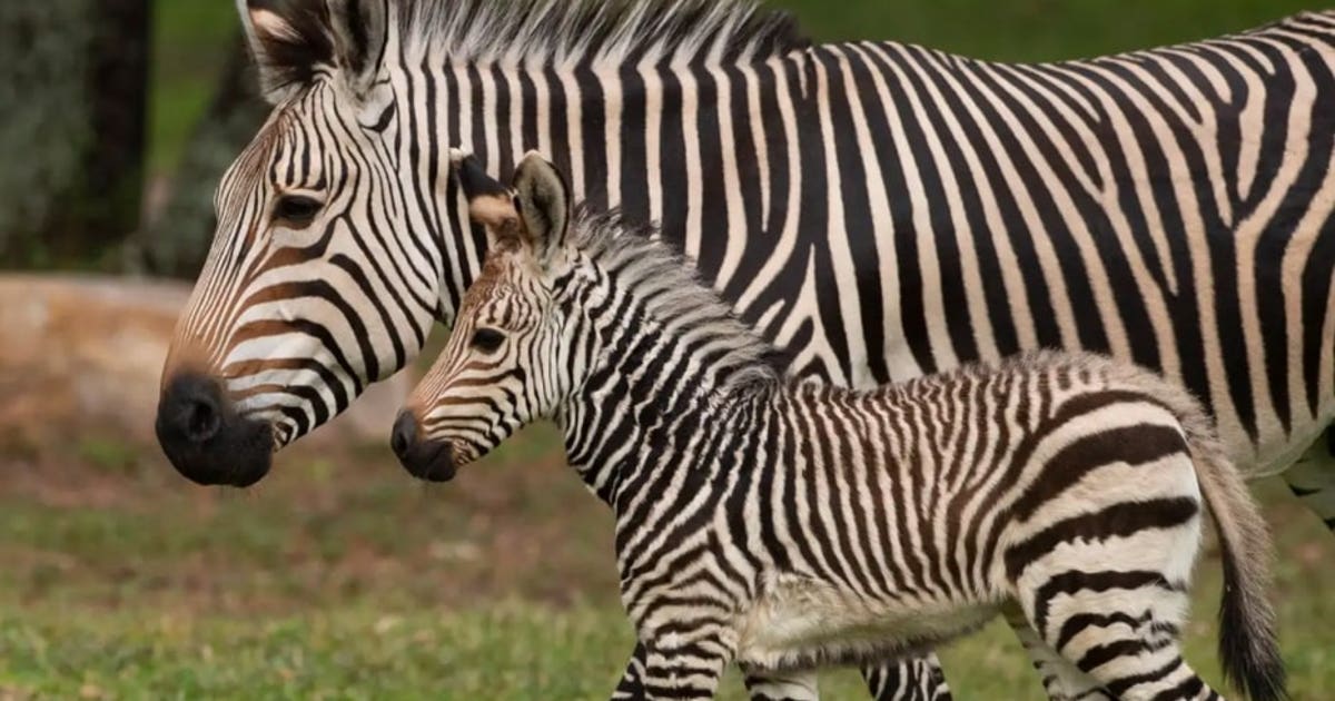 Disney World's newest baby zebra gets a name | FOX 35 Orlando